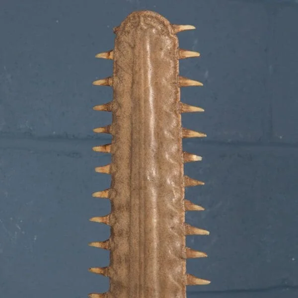 Antique Sawfish Rostrum Circa 1900 | ImParlour
