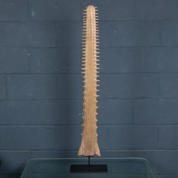 Antique Sawfish Rostrum Circa 1900 | ImParlour